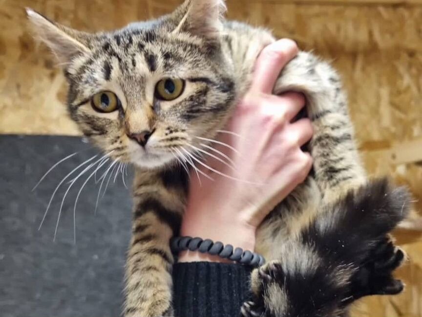 Кот Барсик хочет домой