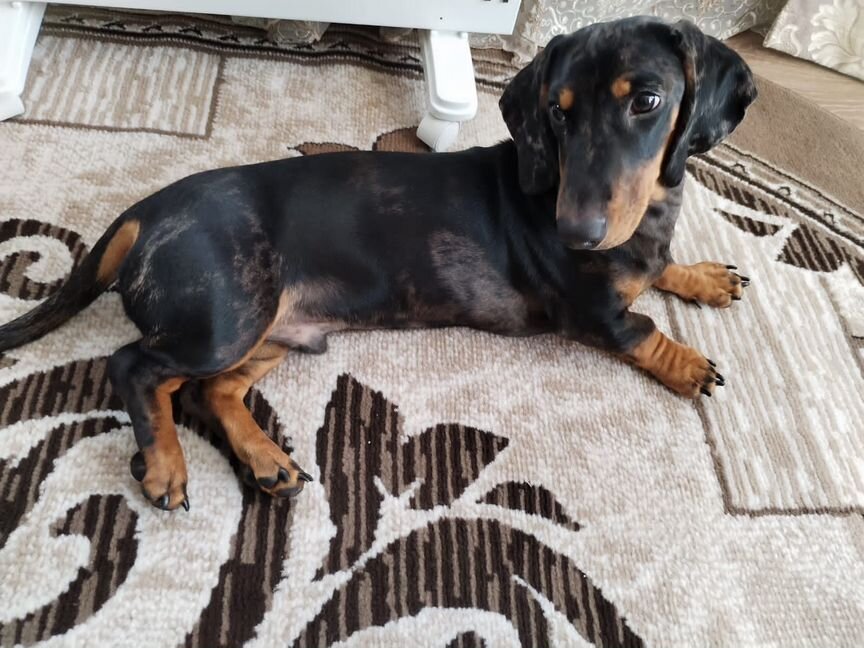 Продаётся такса 1год