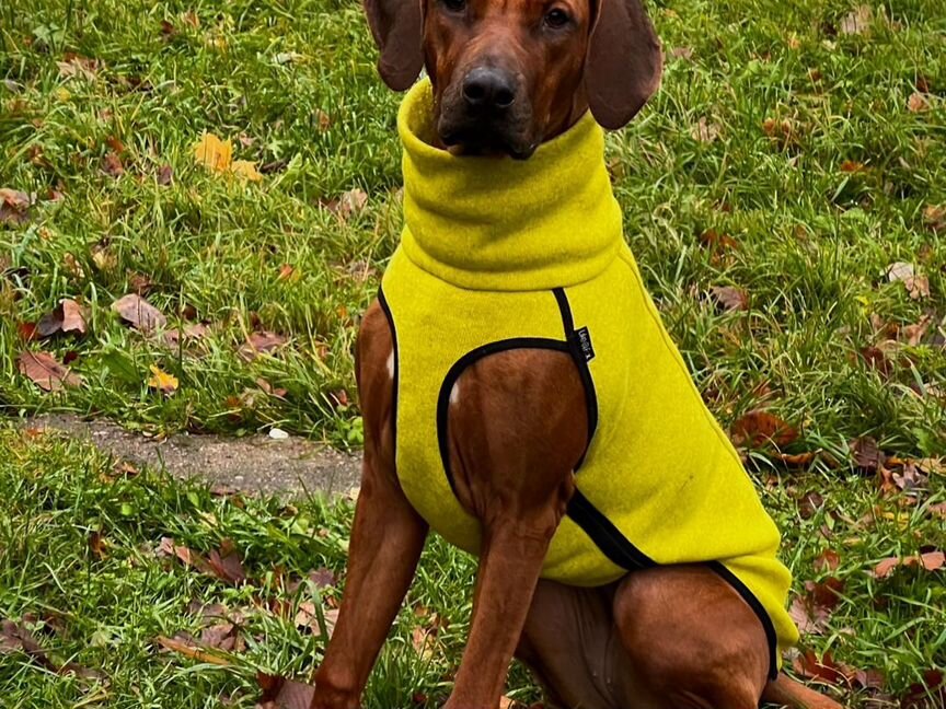 Свитер для крупной собаки