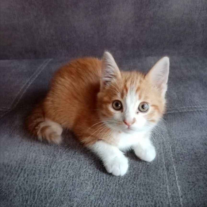 Котята в добрые руки бесплатно