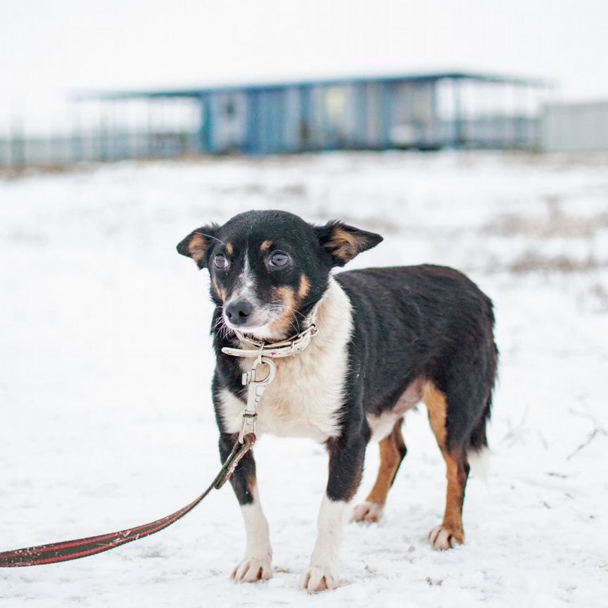 Маленькая собака из приюта в добрые руки