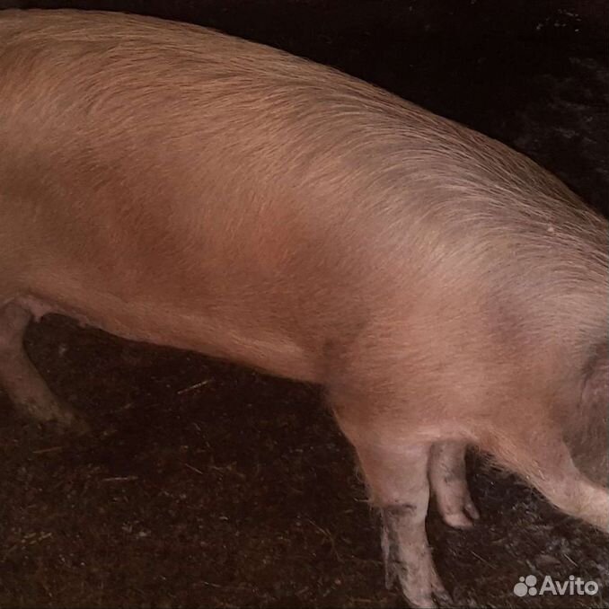 Поросята ландрас