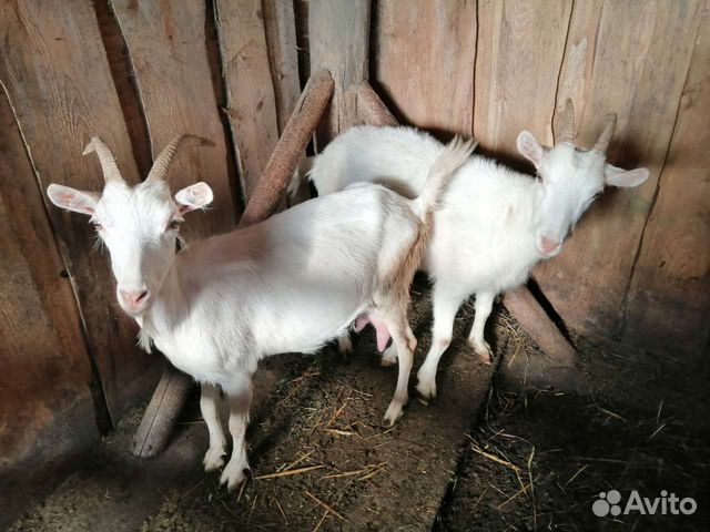 Зааненская коза