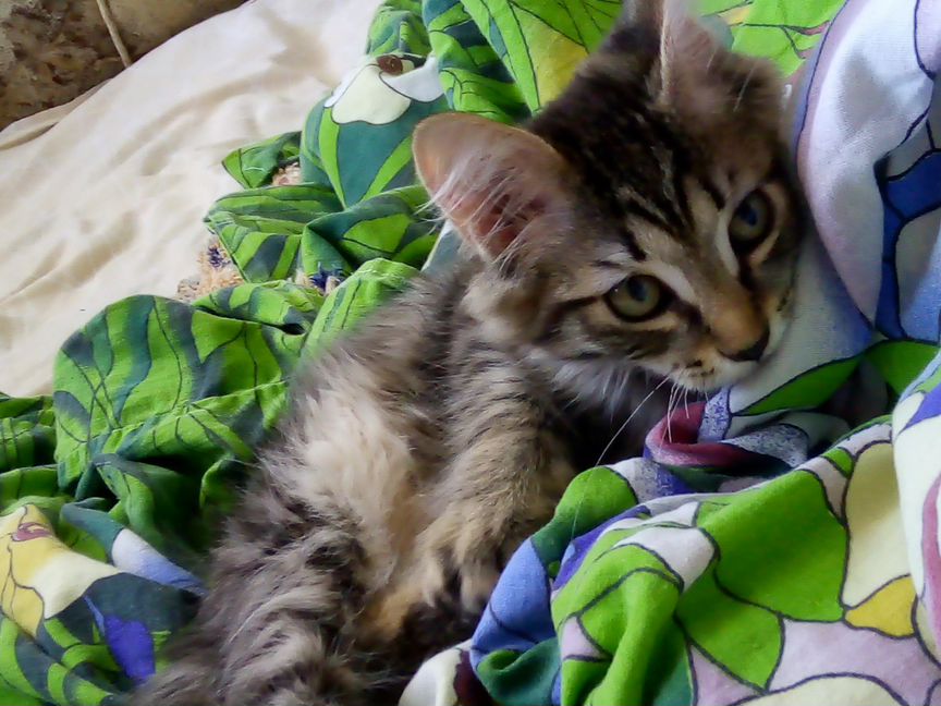 Кошка в дар бесплатно