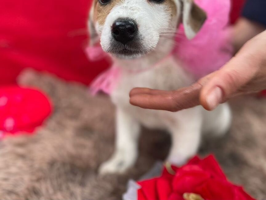 Девочка полтора месяца ищет свой дом