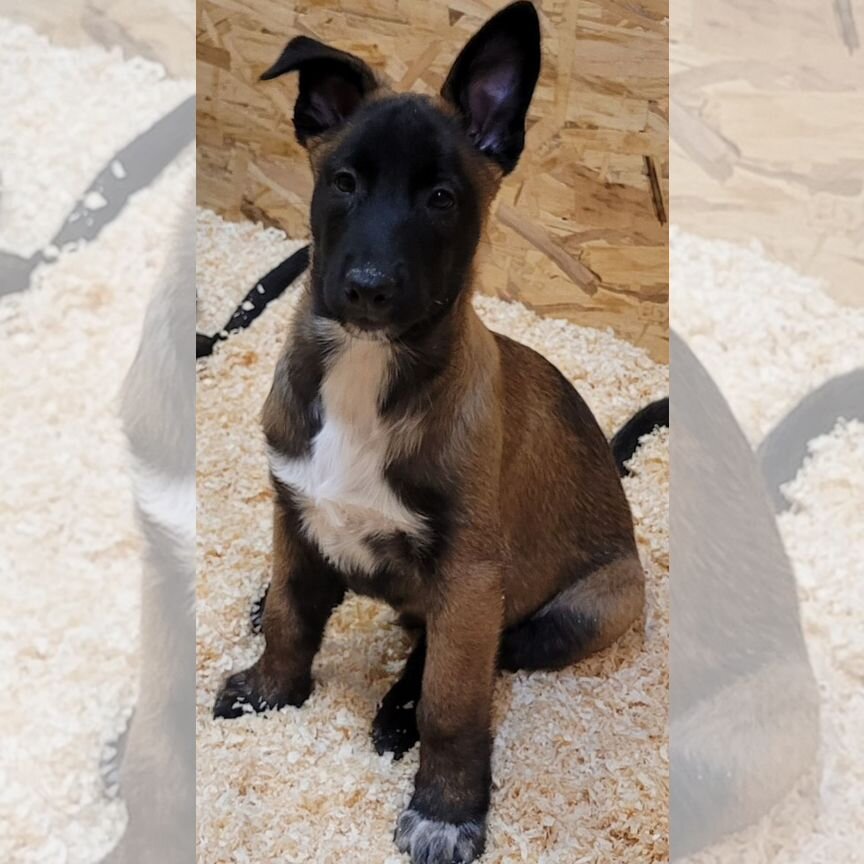 Бельгийская овчарка, щенок