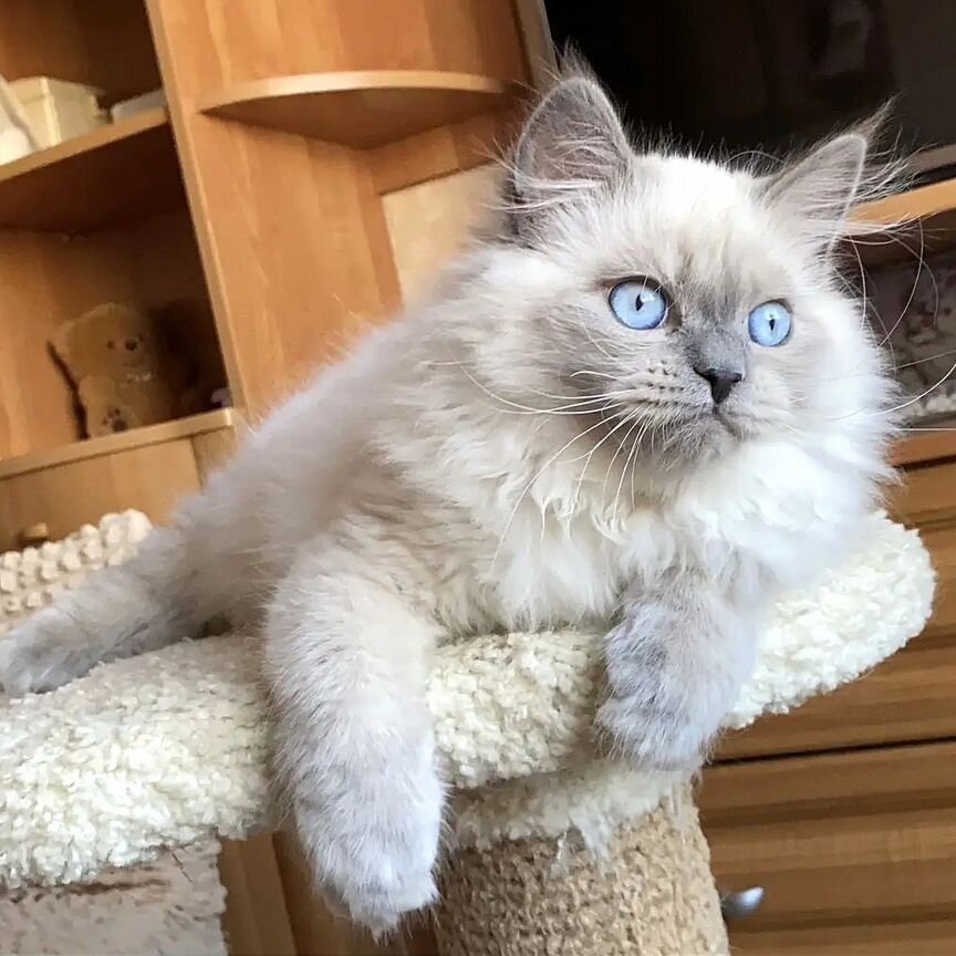 Невский маскарадный котёнок