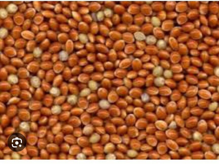 Просо красное