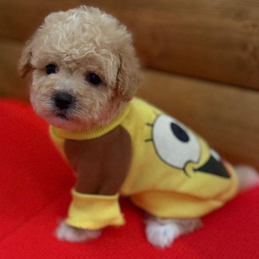 Мальтипу, щенок