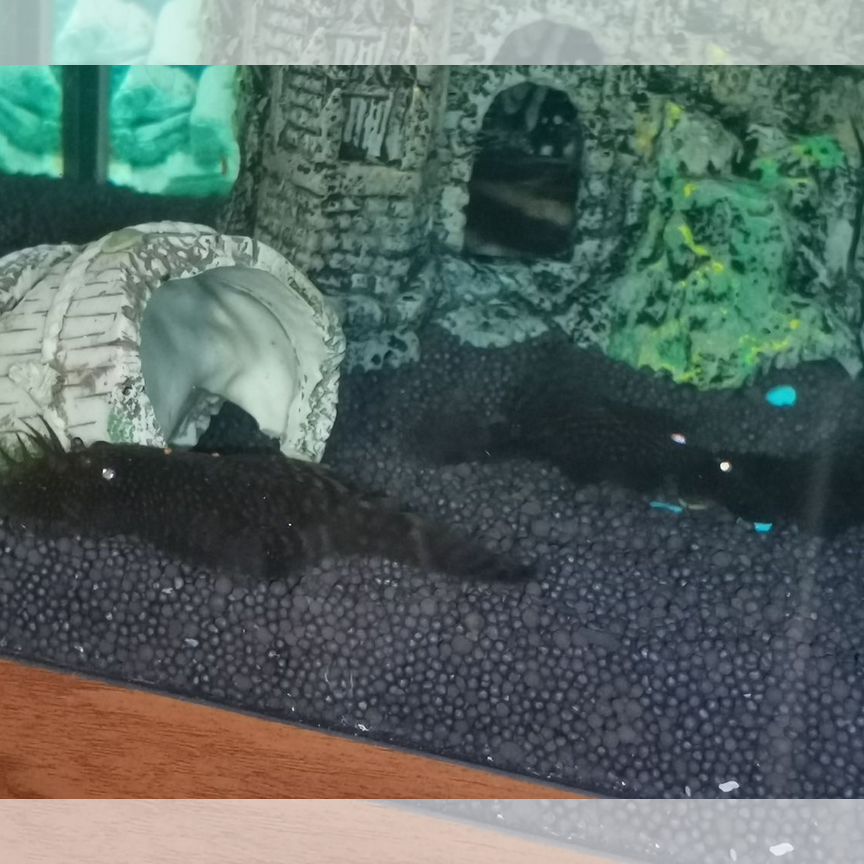 Отдам аквариумных рыбок