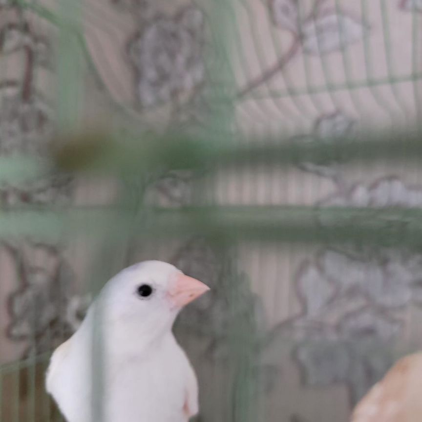 Кенар поющий