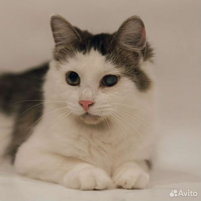 Пушистая бело полосатая кошечка