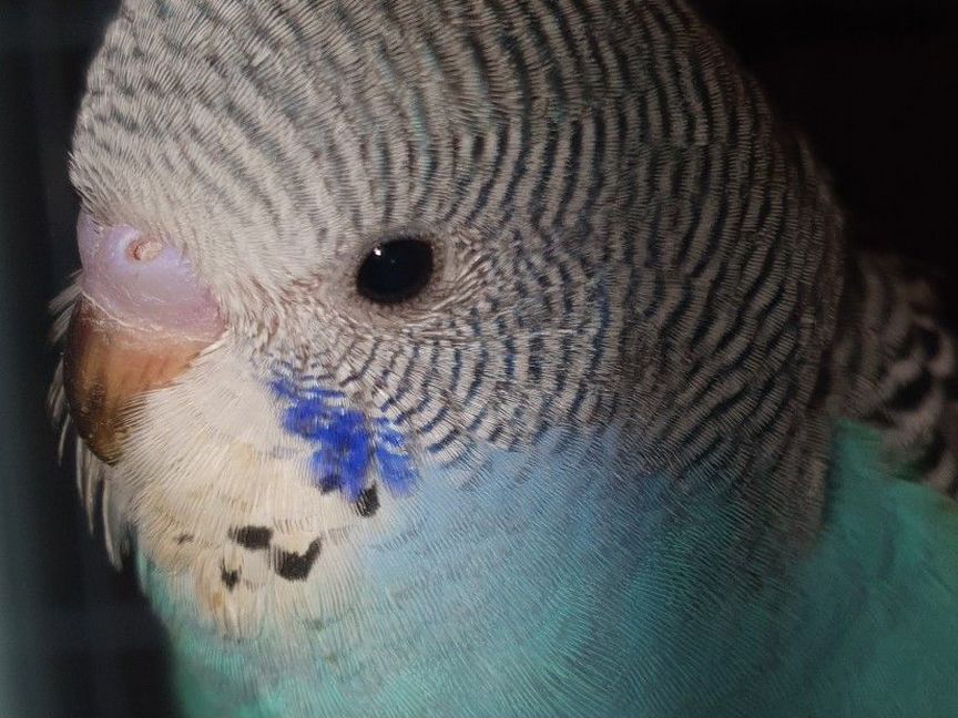 Волнистый попугай ручной