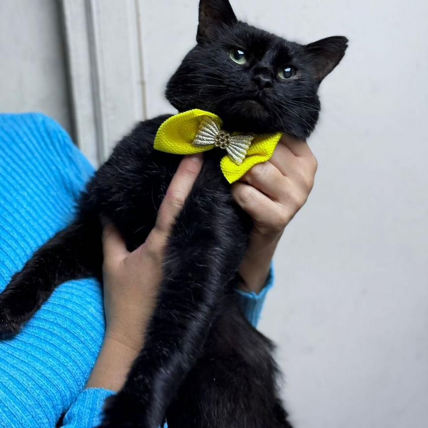 Черный котик Космос ищет дом
