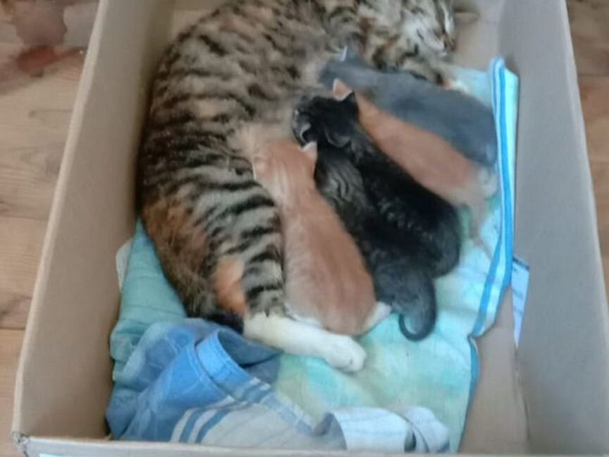 Котята ставим бронь родились 4 мая