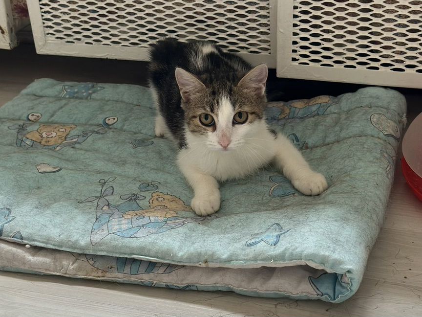 Малышка Проша ищет дом