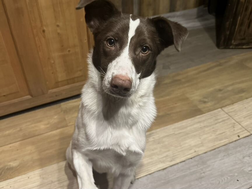 Собака щенок лайки в добрые руки семью