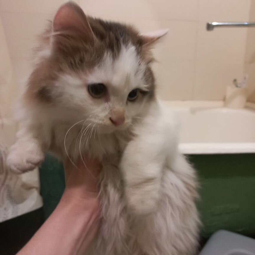 Кошечка в добрые руки бесплатно