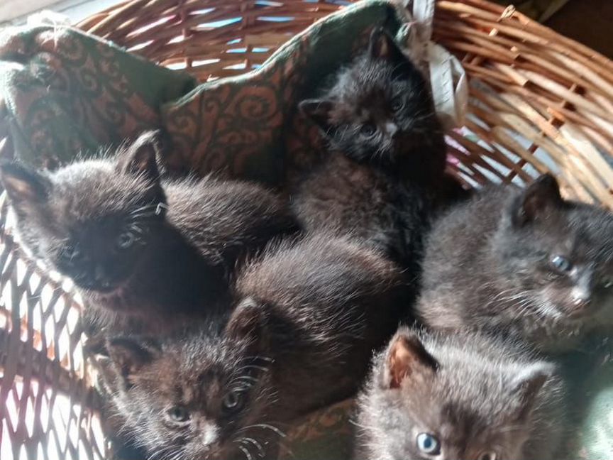 Котенок 1 мес цвет черной норки
