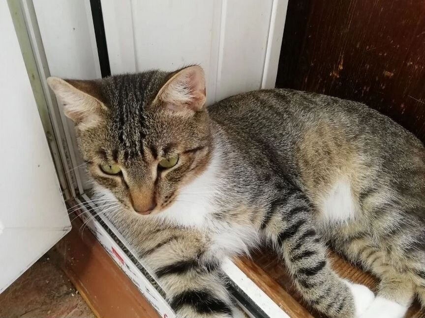 Два друга ищут дом