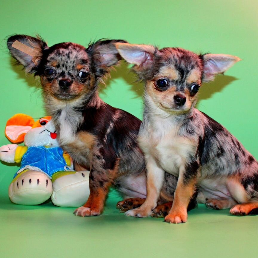 Чихуахуа, щенок