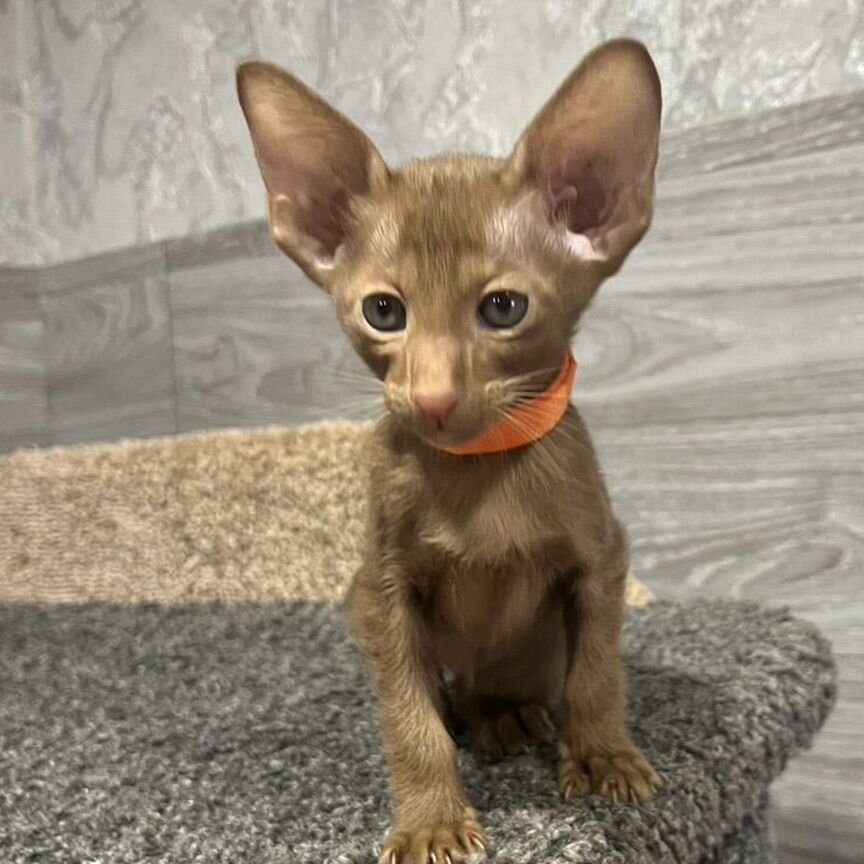 Ориентальный котёнок