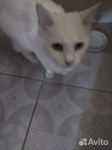 Чисто белая кошечка. Отдам в добрые руки