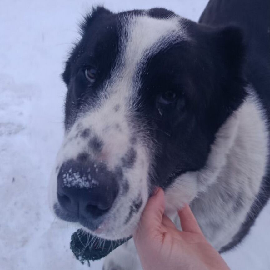 Среднеазиатская овчарка, взрослая собака
