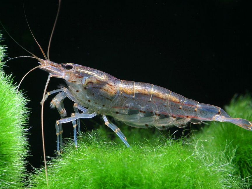 Креветки амано