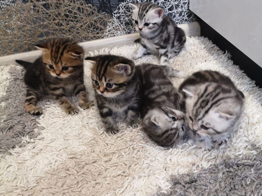 Британские котята короткошерстные