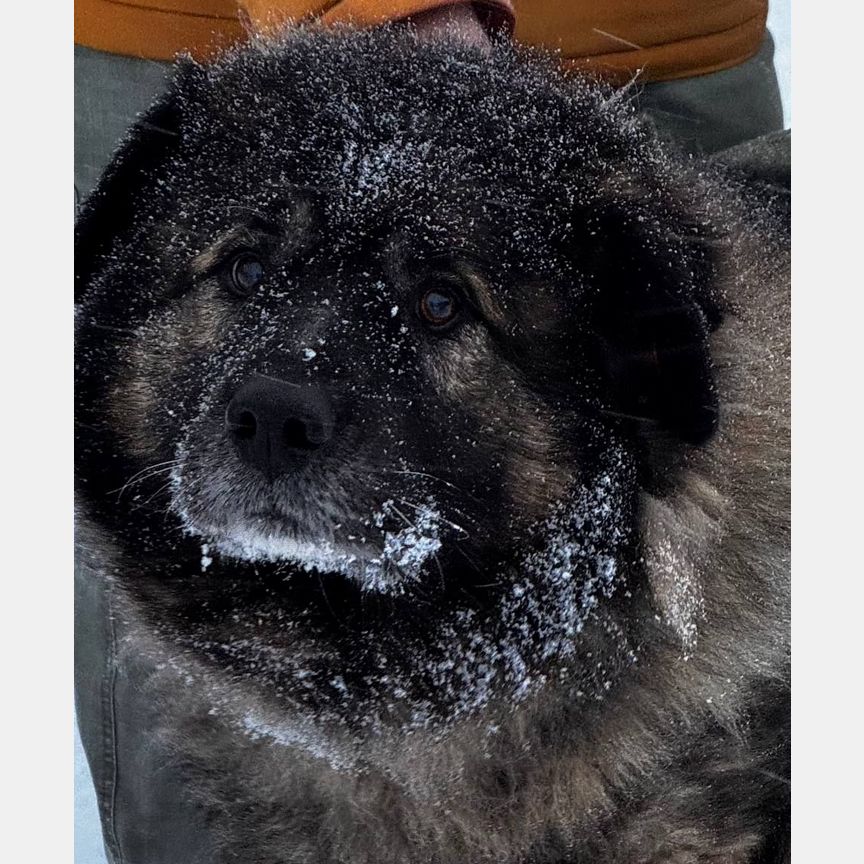 Мишка плюшевый, метис кавказца