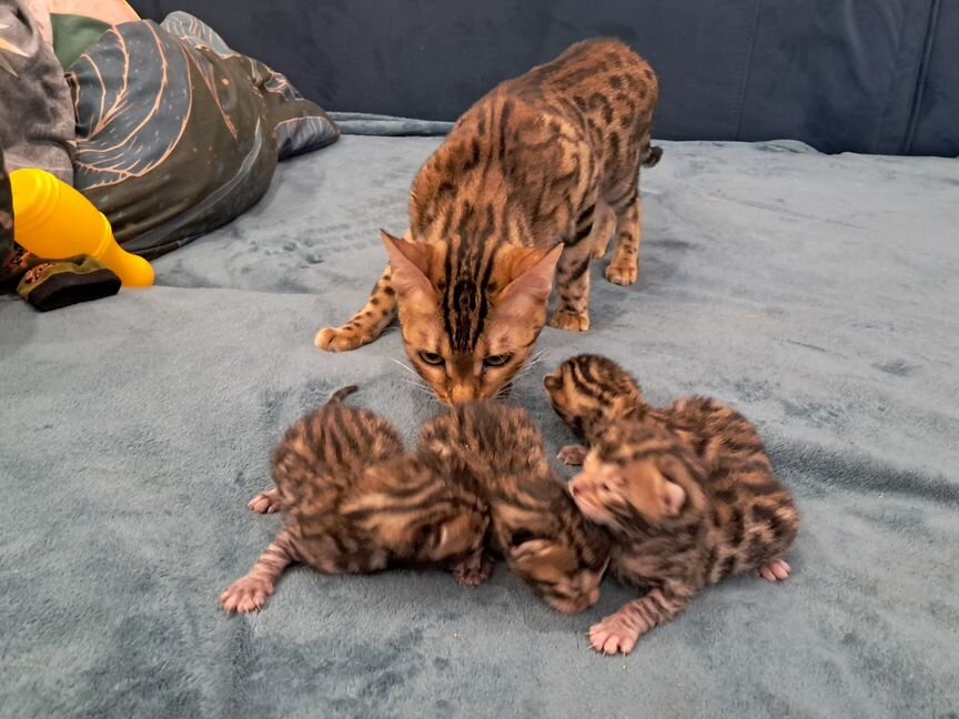 Бенгальские котята