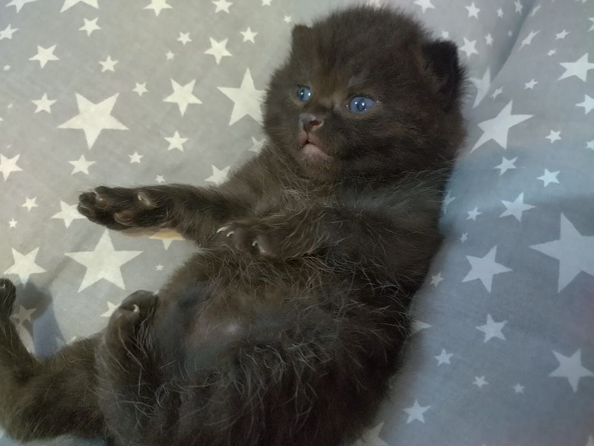 Шотландские котята