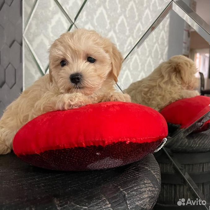 Плюшевая мальтипу