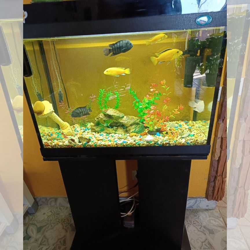 Аквариумные рыбки и тумбой