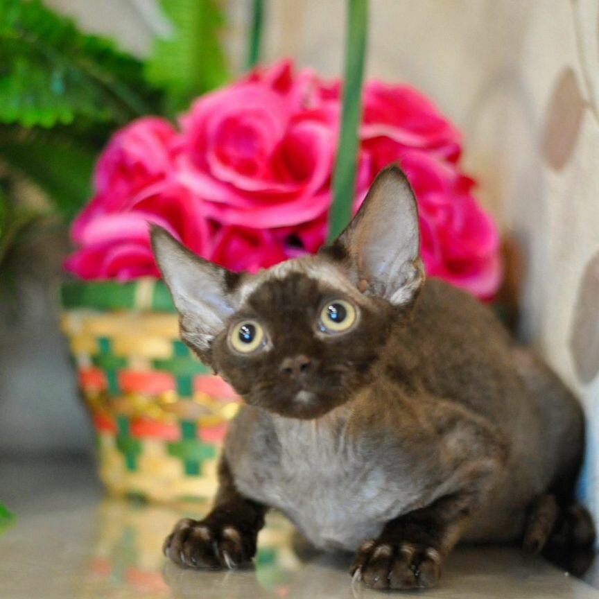 Котик Девон Рекс