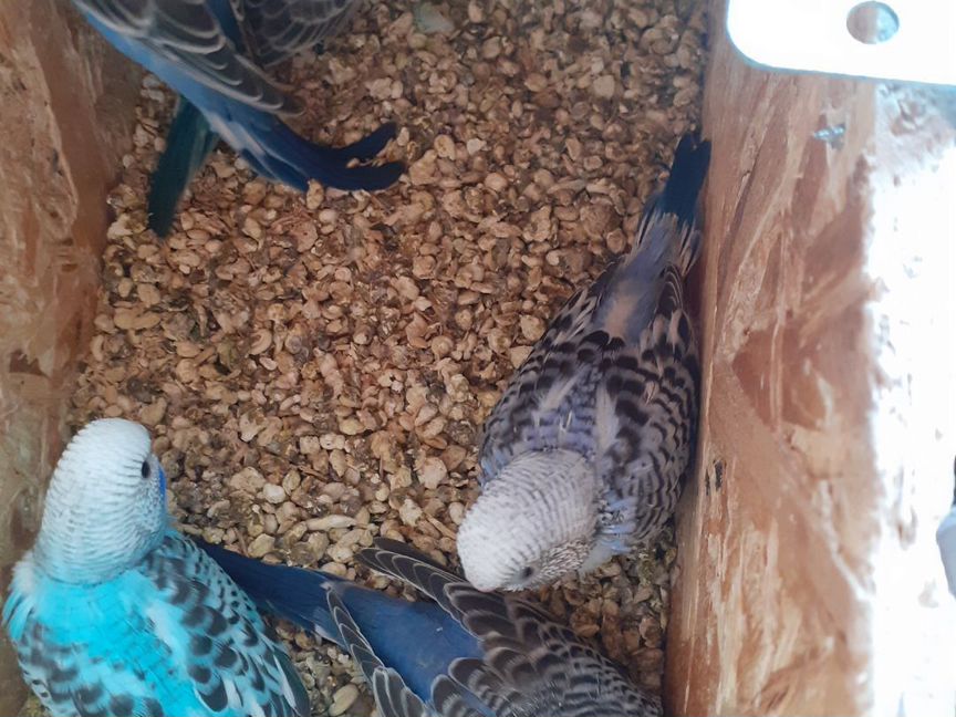 Птенцы волнистый попугай