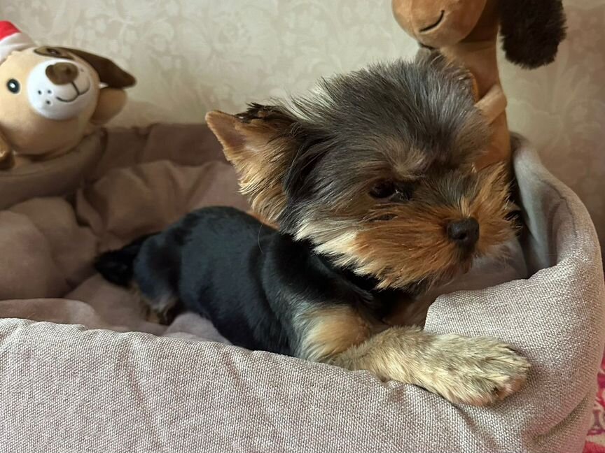 Йоркширский терьер мини беби фейс