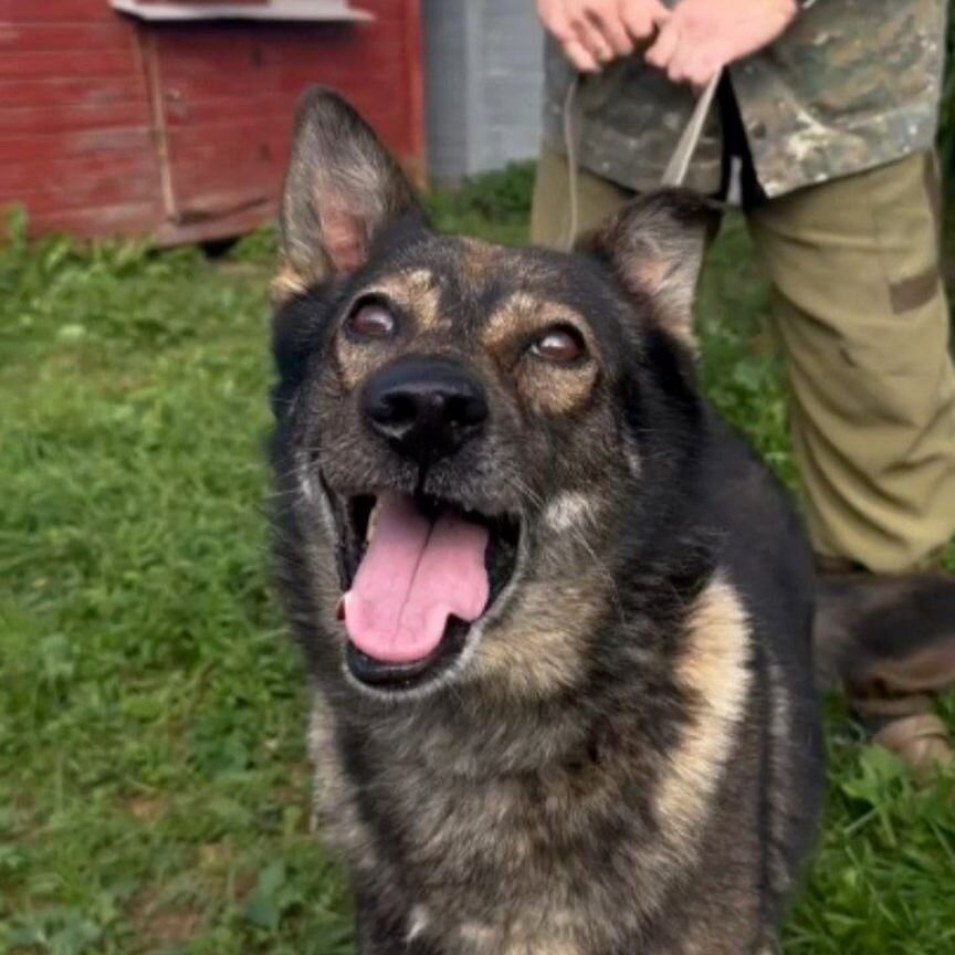 Собака в добрые руки будка вольер