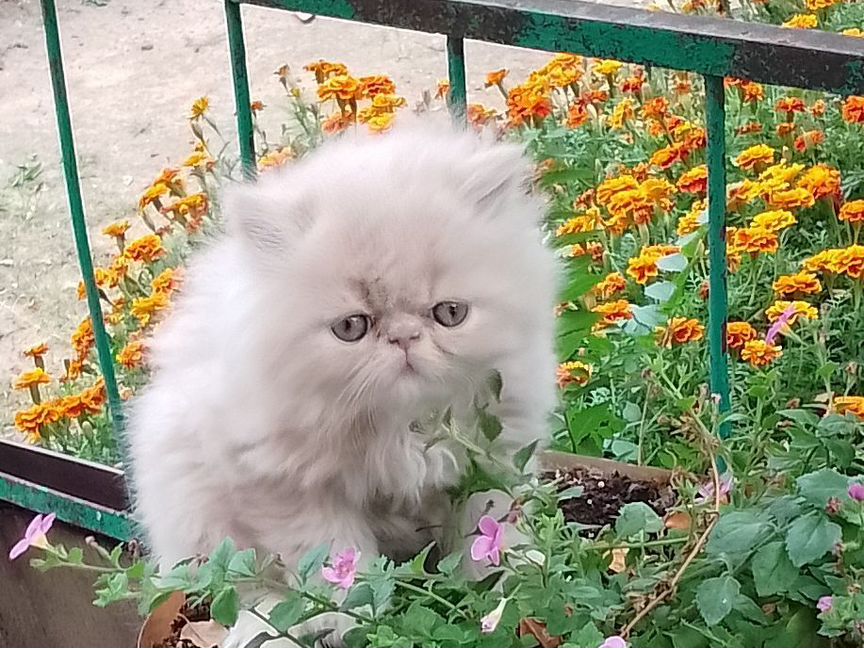 Котята