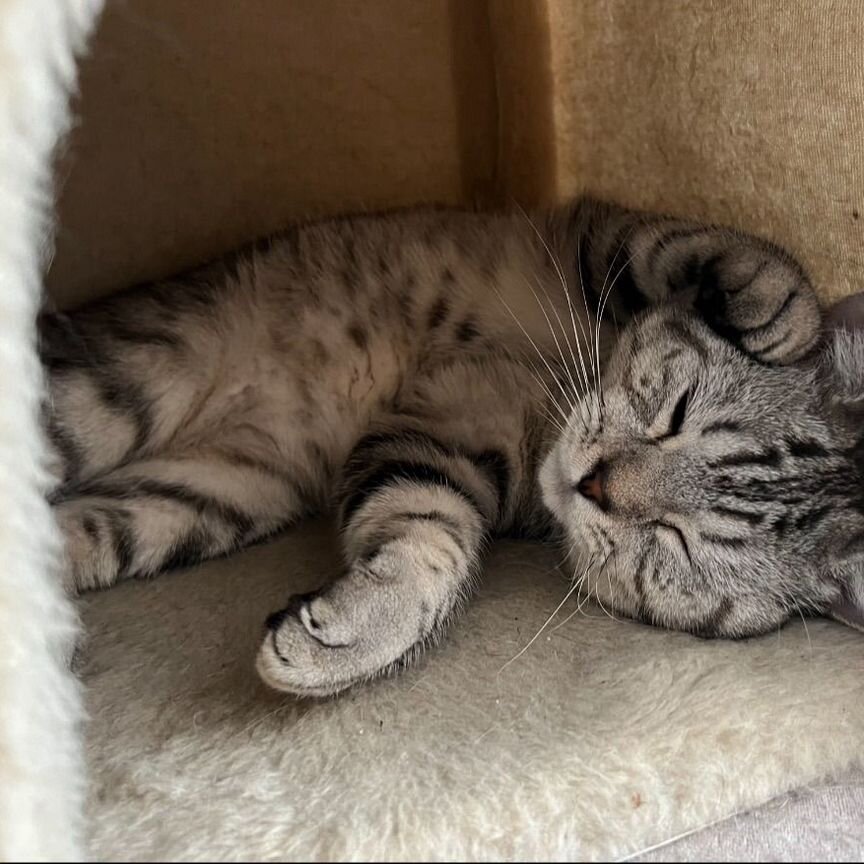 Вязка шотландский прямоухий