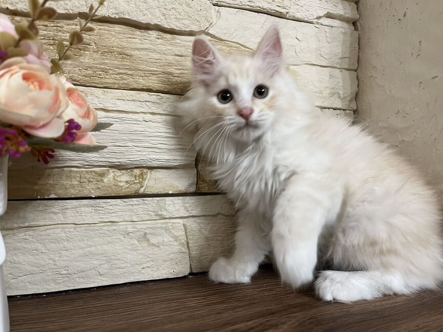 Курильский бобтейл красное серебро