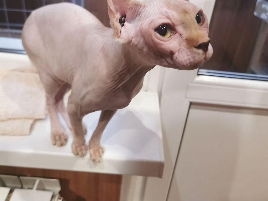 Канадский сфинкс