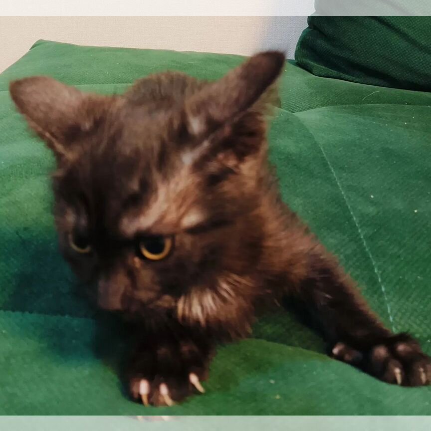 Котёнок в добрые руки
