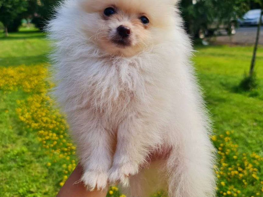 Красивые Девочки Шпица