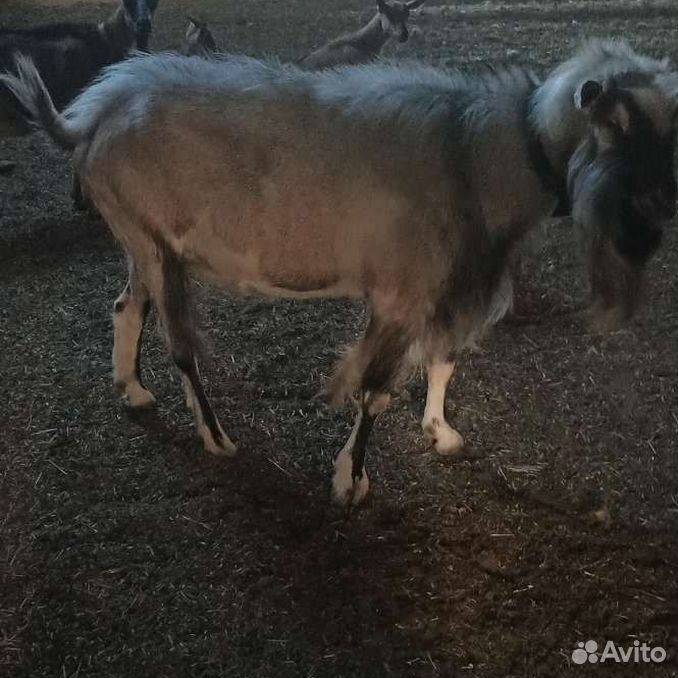 Коза нубийская