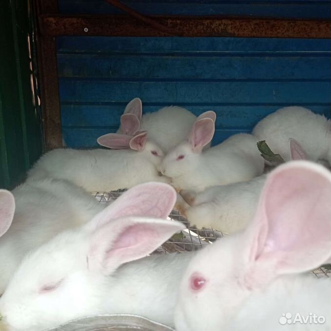 Кролики белый паннон