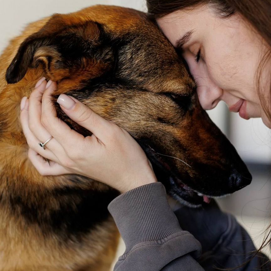 Идеальная семейная собака ищет дом