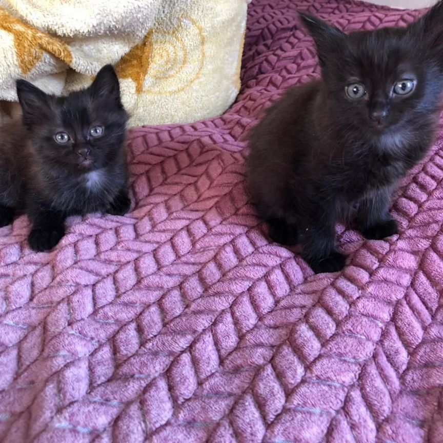 Черные котята в дар Девочки 2,5 мес