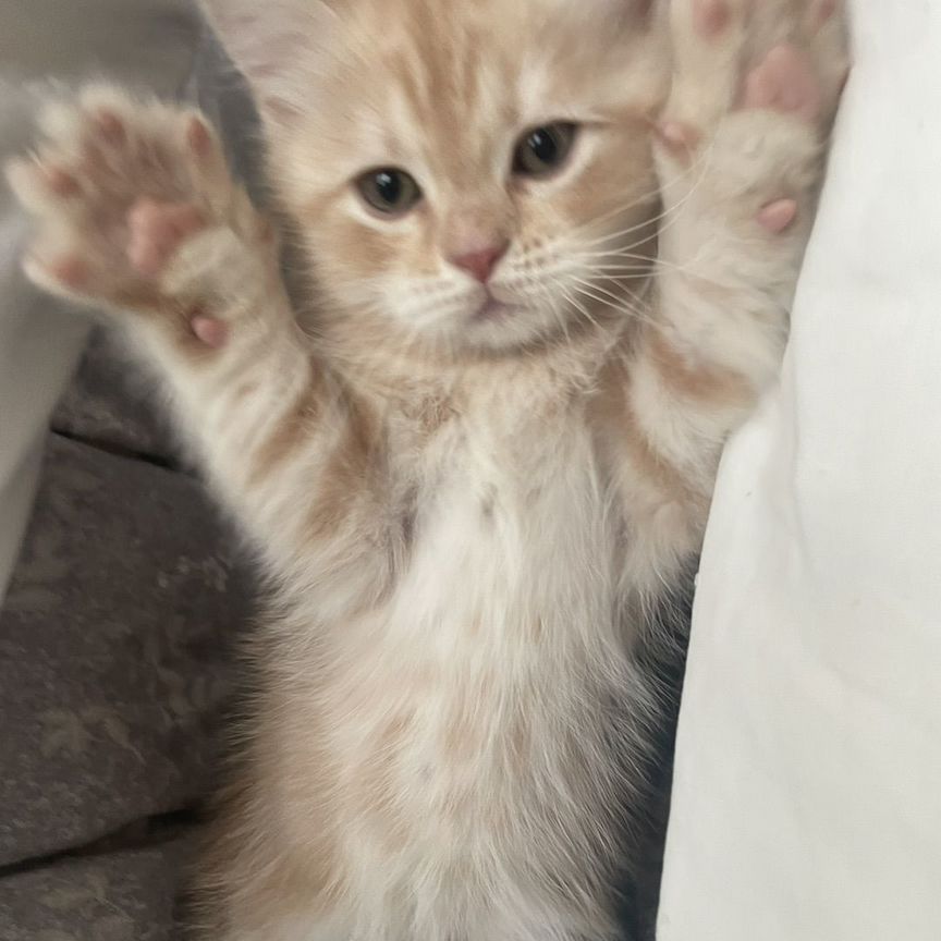 Шотладский котенок мальчик